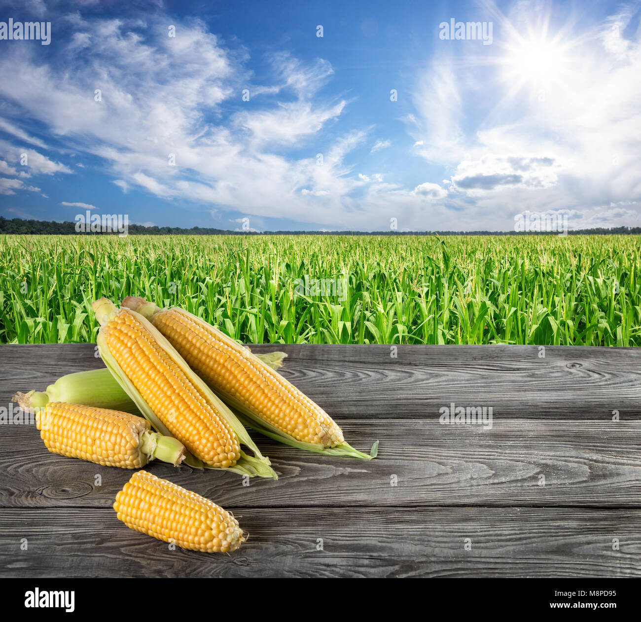 Raw corn on the corn field Stock Photo - Alamy