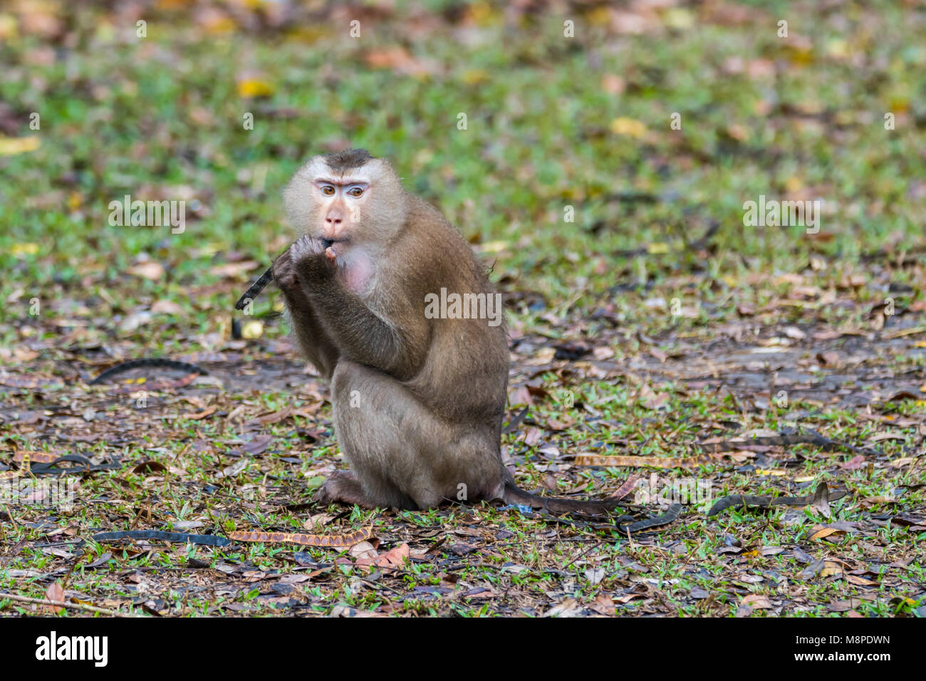 Northern pig-tailed young macaque eating at Khao Yai national park ...