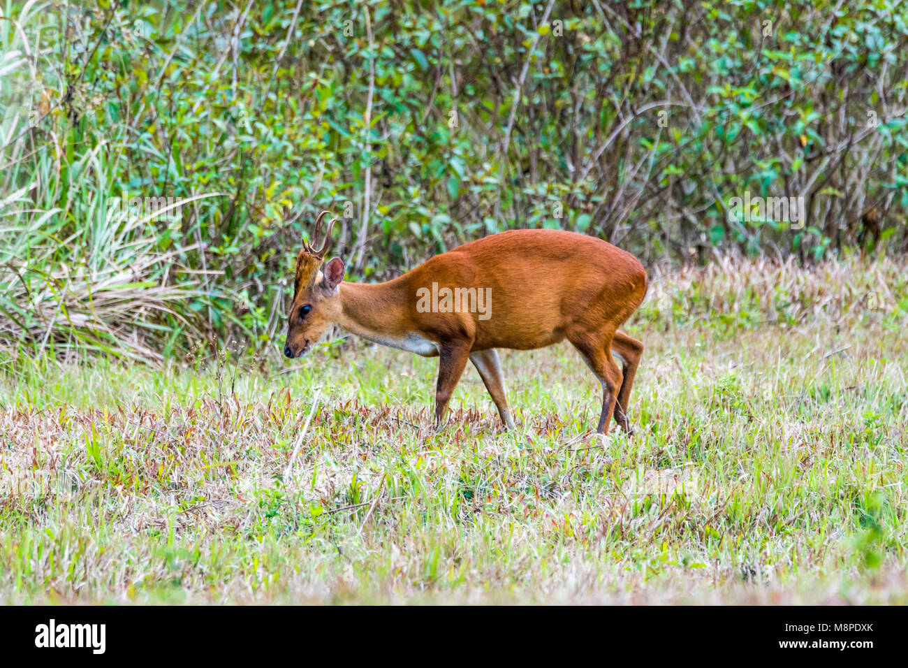 Indian muntjac hi-res stock photography and images - Alamy