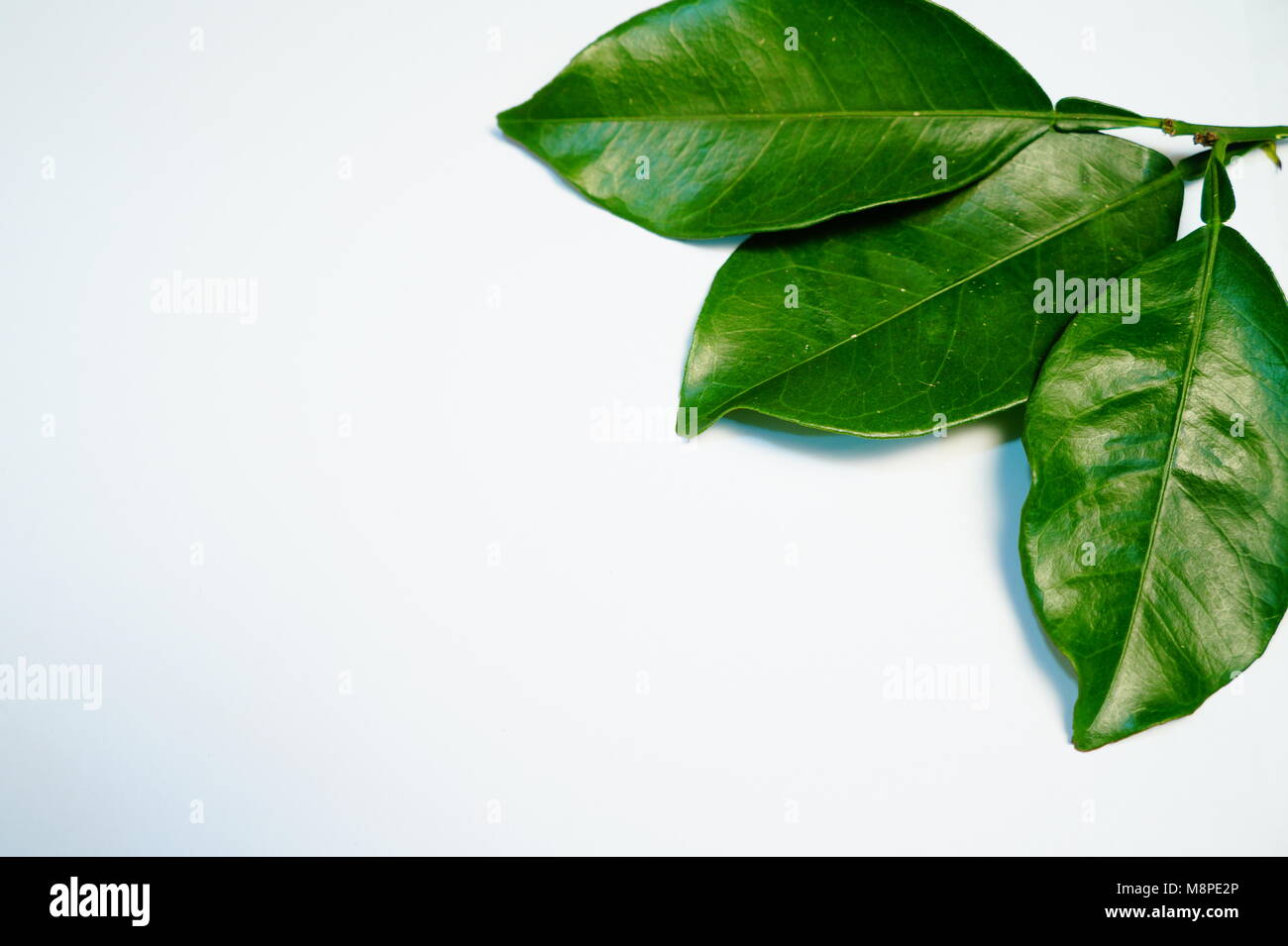Close up lemon leaf hi-res stock photography and images - Alamy