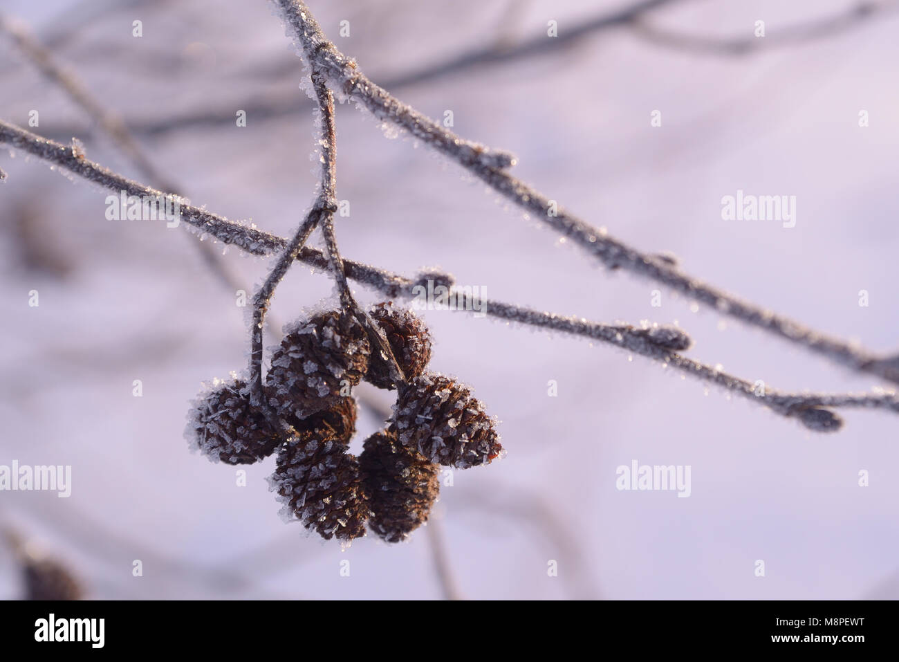 Alder cones hi-res stock photography and images - Alamy