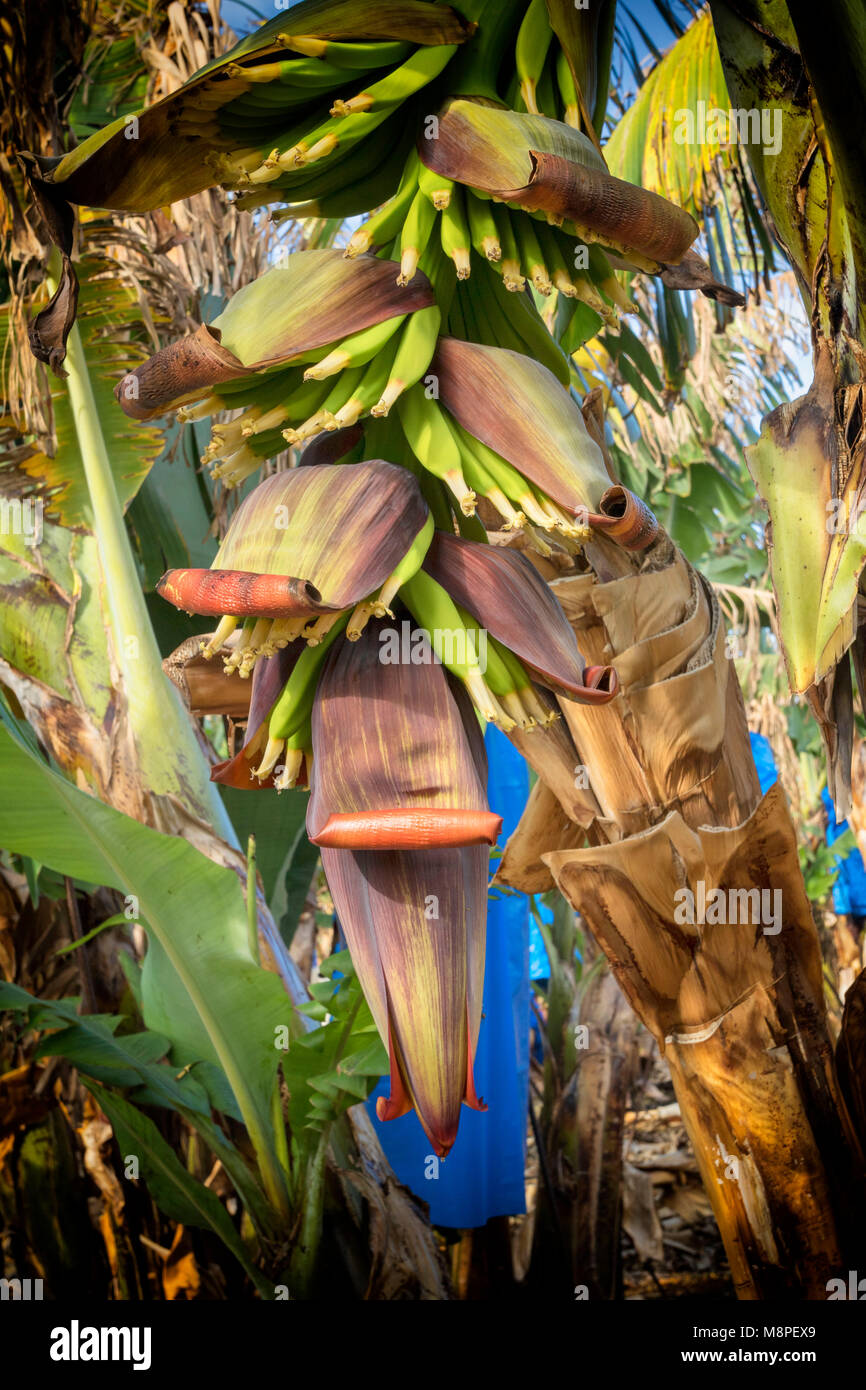 Banana trees being grown commercially in Paphos, Cyprus Stock Photo - Alamy