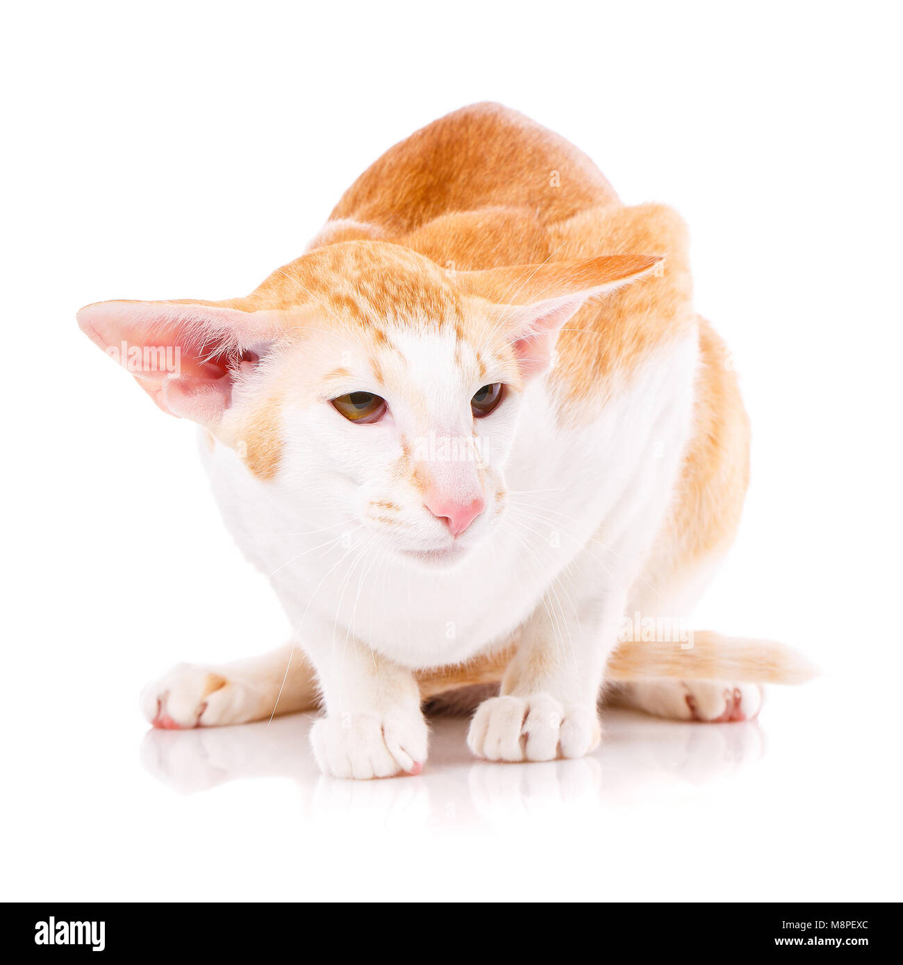 Bi color eyes hi-res stock photography and images - Alamy