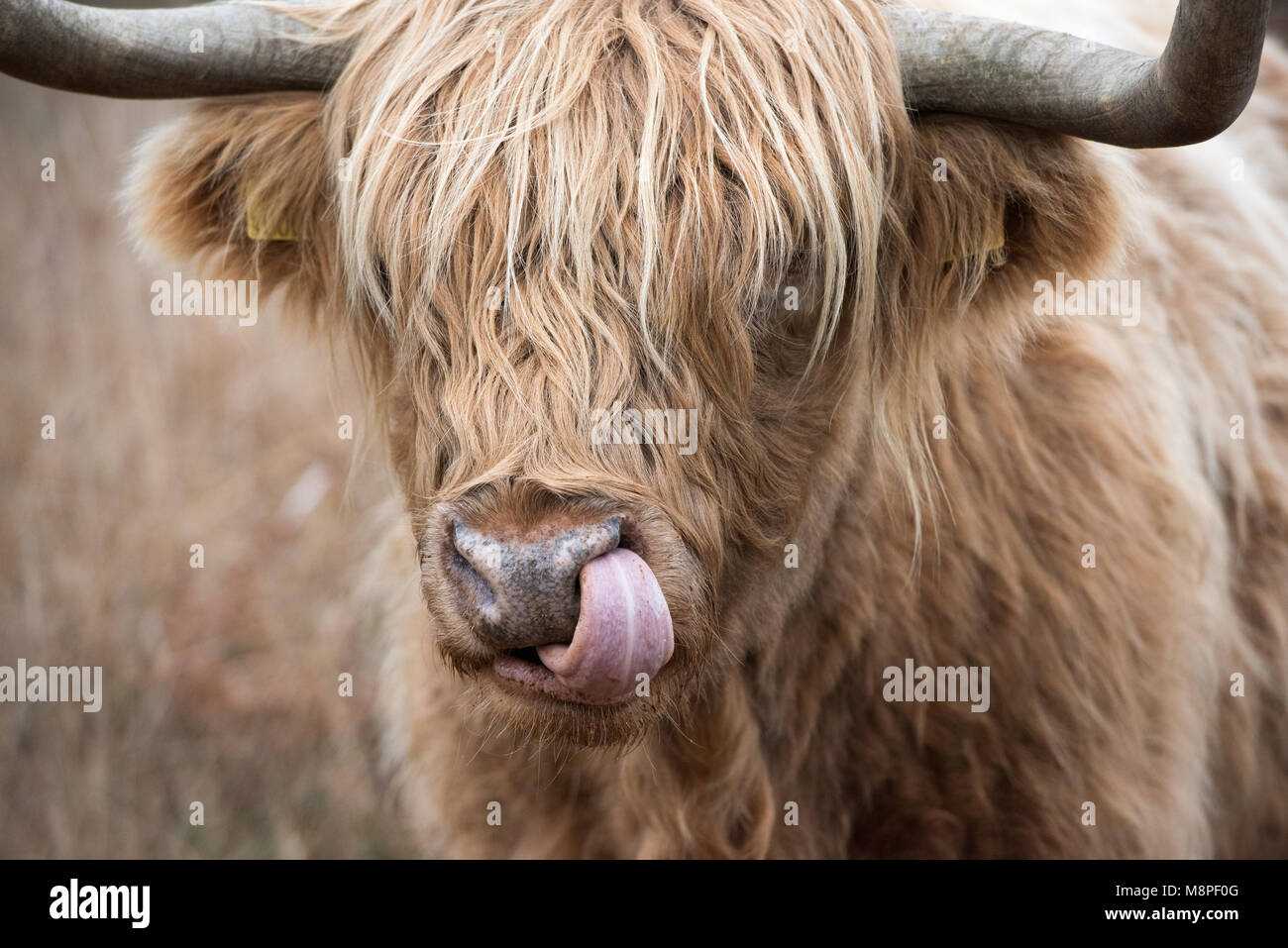 Cow licking its nose with its tongue hi-res stock photography and ...