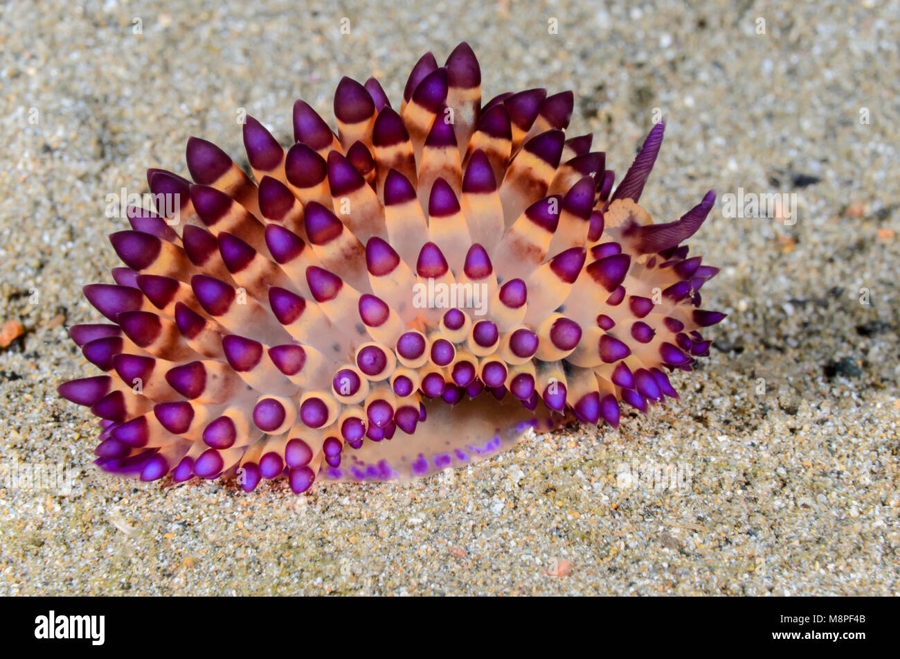 sea slug or nudibranch, Janolus flavoannulatus, Anilao, Batangas ...