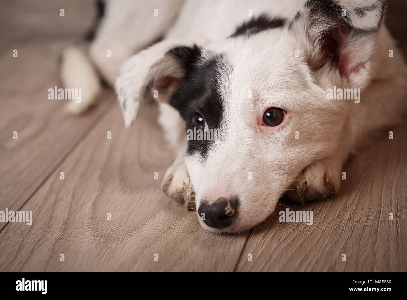 Portrait of black and white dog, miserable behind the house. Sad dog ...
