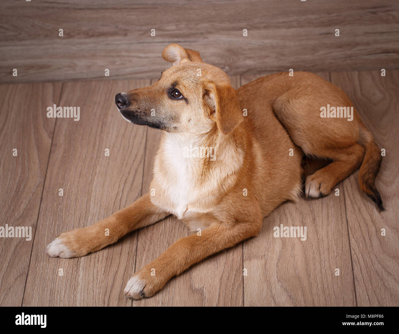 Portrait of a dog. Dog without breed. The doggy is lying with sad eyes ...