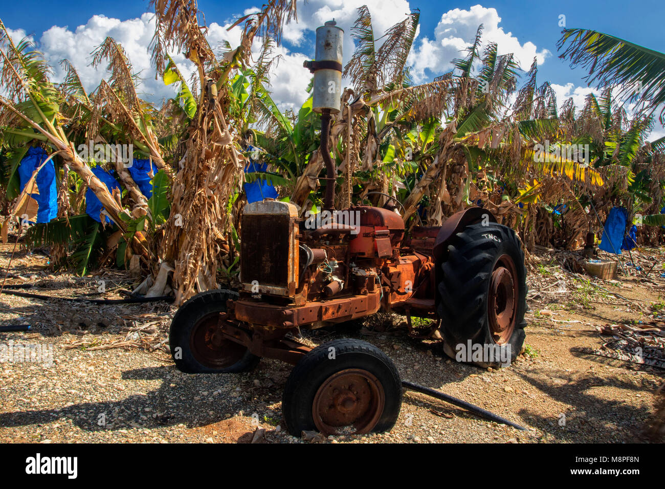 Tractor at the end of days with banana plants in the background and ...