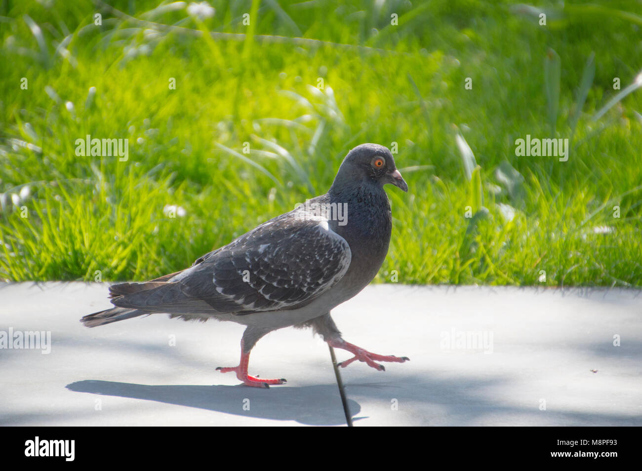 Moving pigeon hi-res stock photography and images - Alamy