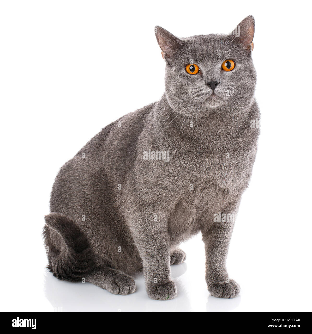 Chartreux cat on a white background. Purebred cat. Well-groomed kitten ...