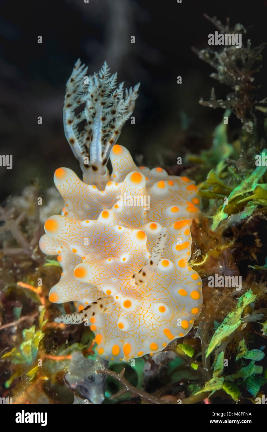 sea slug or nudibranch, Halgerda batangas, Anilao, Batangas ...