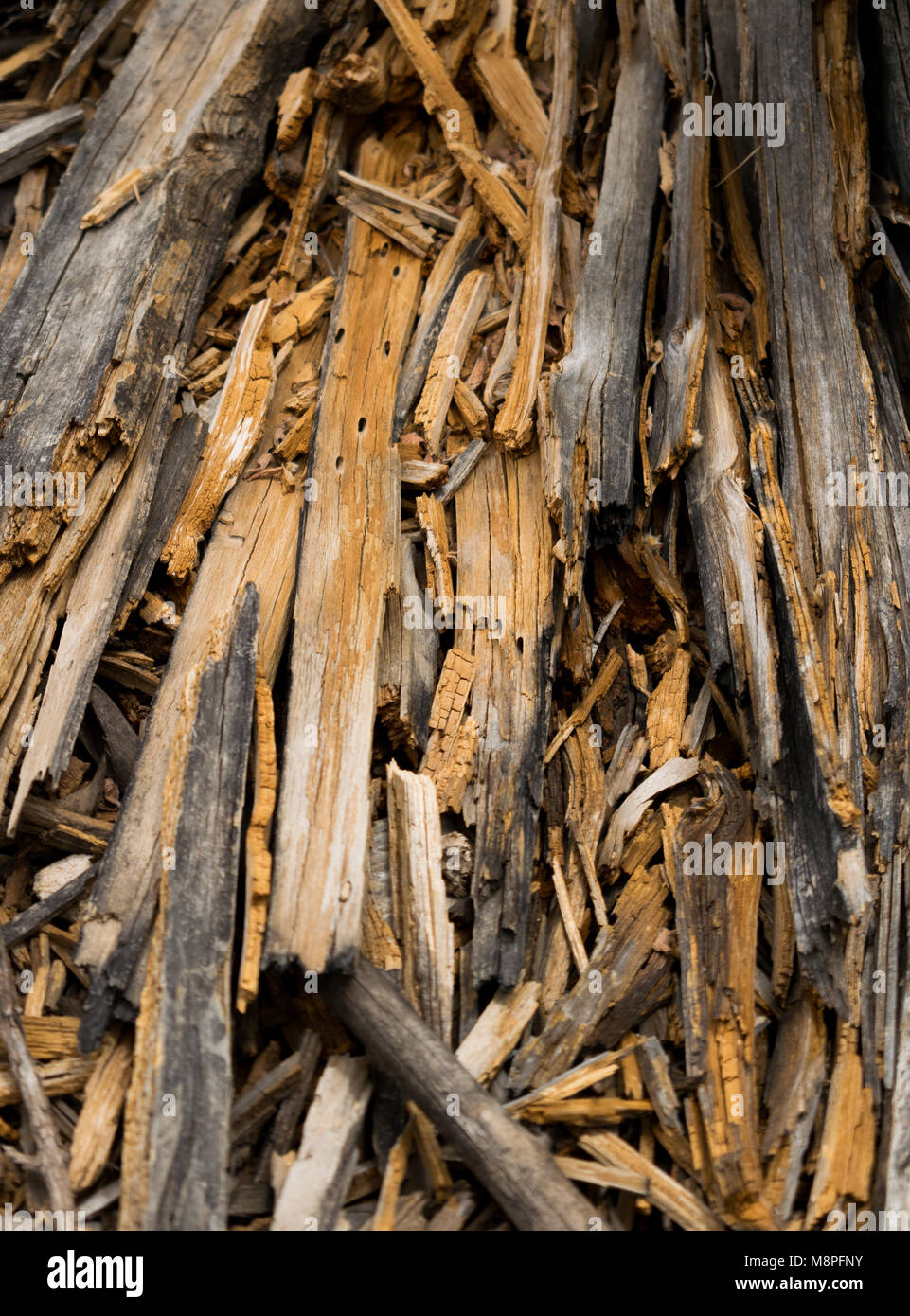 Old rotten wood log Stock Photo - Alamy