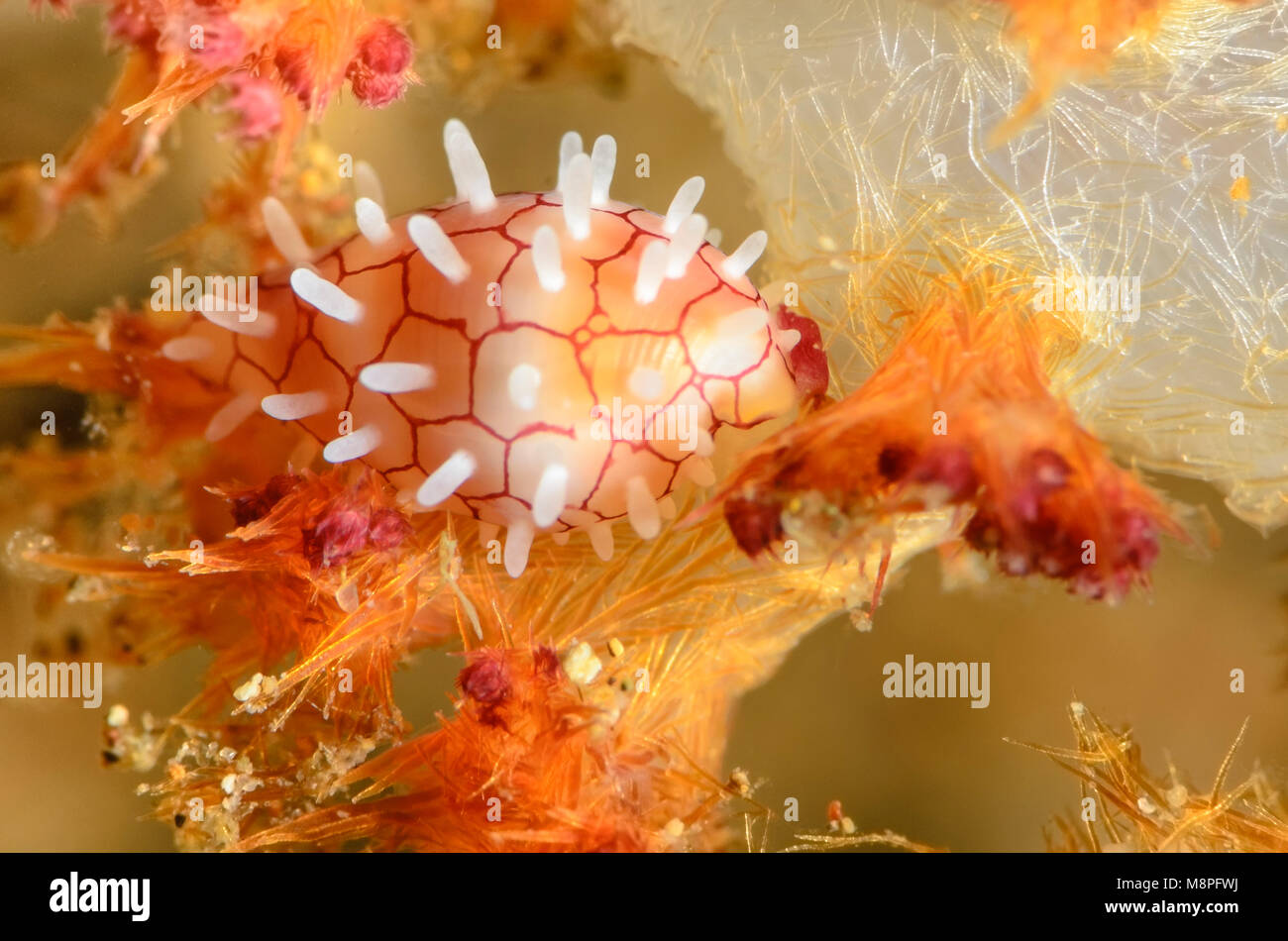 Cowrie tree hi-res stock photography and images - Alamy