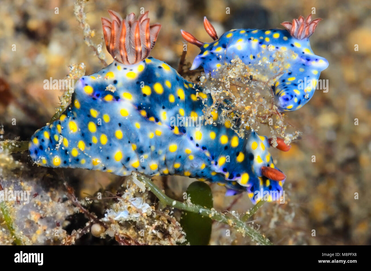sea slug or nudibranch, Hypselodoris confetti, Anilao, Batangas ...