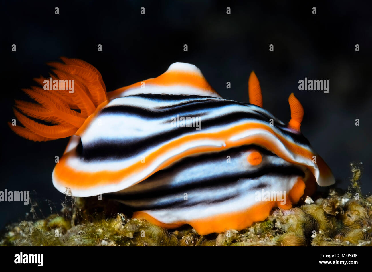 Chromodoris magnifica hi-res stock photography and images - Alamy