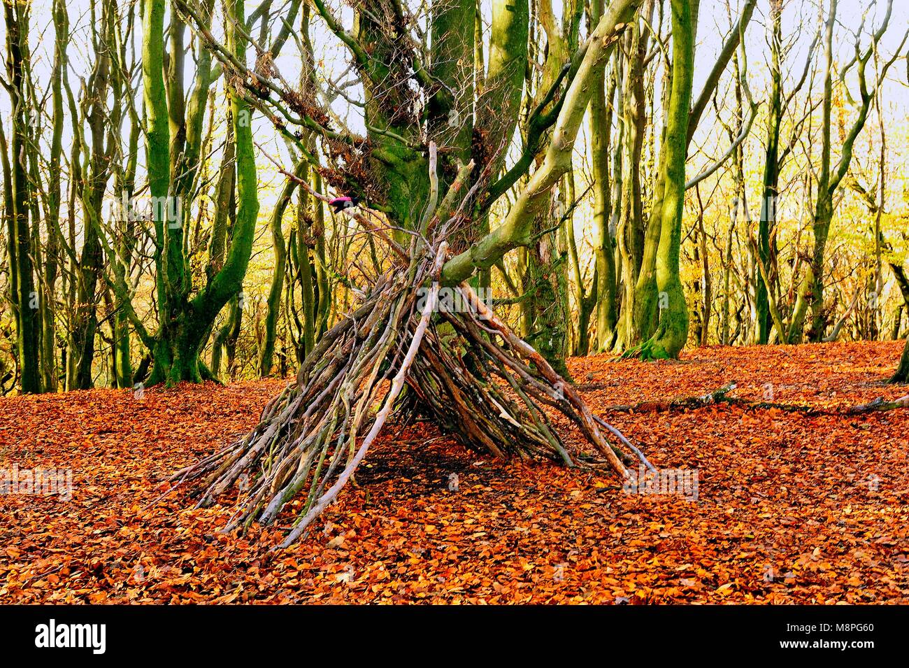 Making a den forest hi-res stock photography and images - Alamy