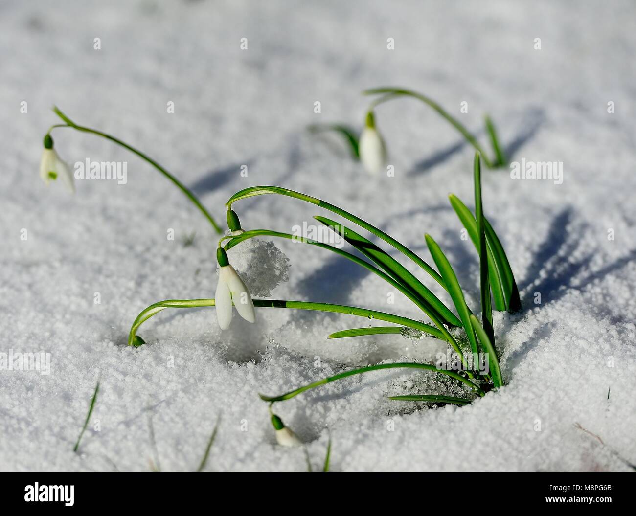 Group of spring woodland Galanthus covered in snow Stock Photo - Alamy