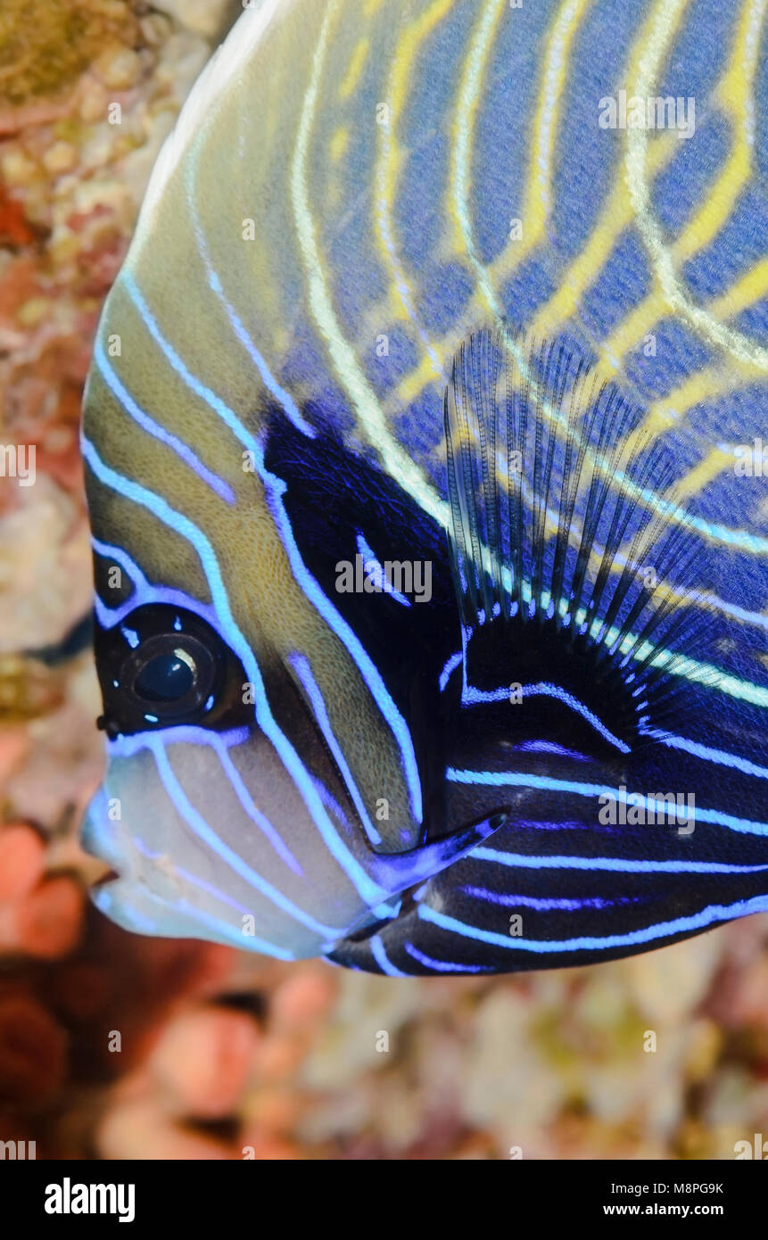 juvenile Emporer angelfish, Pomacanthus imperator, Anilao, Batangas ...