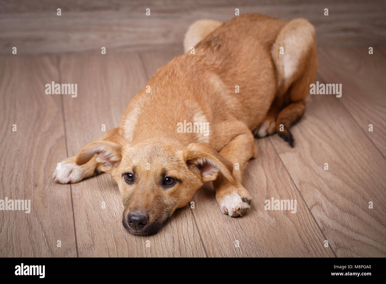 A sad red dog is on the boards. The dog is waiting for the owner. Pets ...