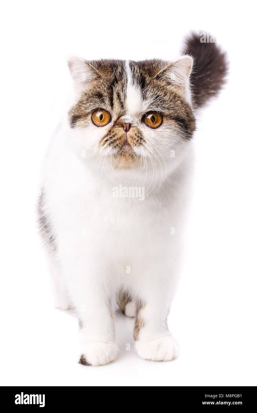Close-up Funny Portrait of surprised Pure White Exotic Cat Stock Photo ...