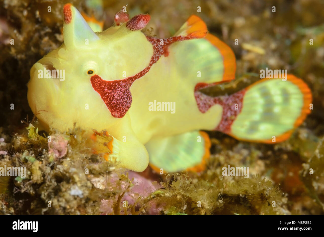 juvenile Warty frogfish, Antennarius maculatus, Anilao, Batangas ...
