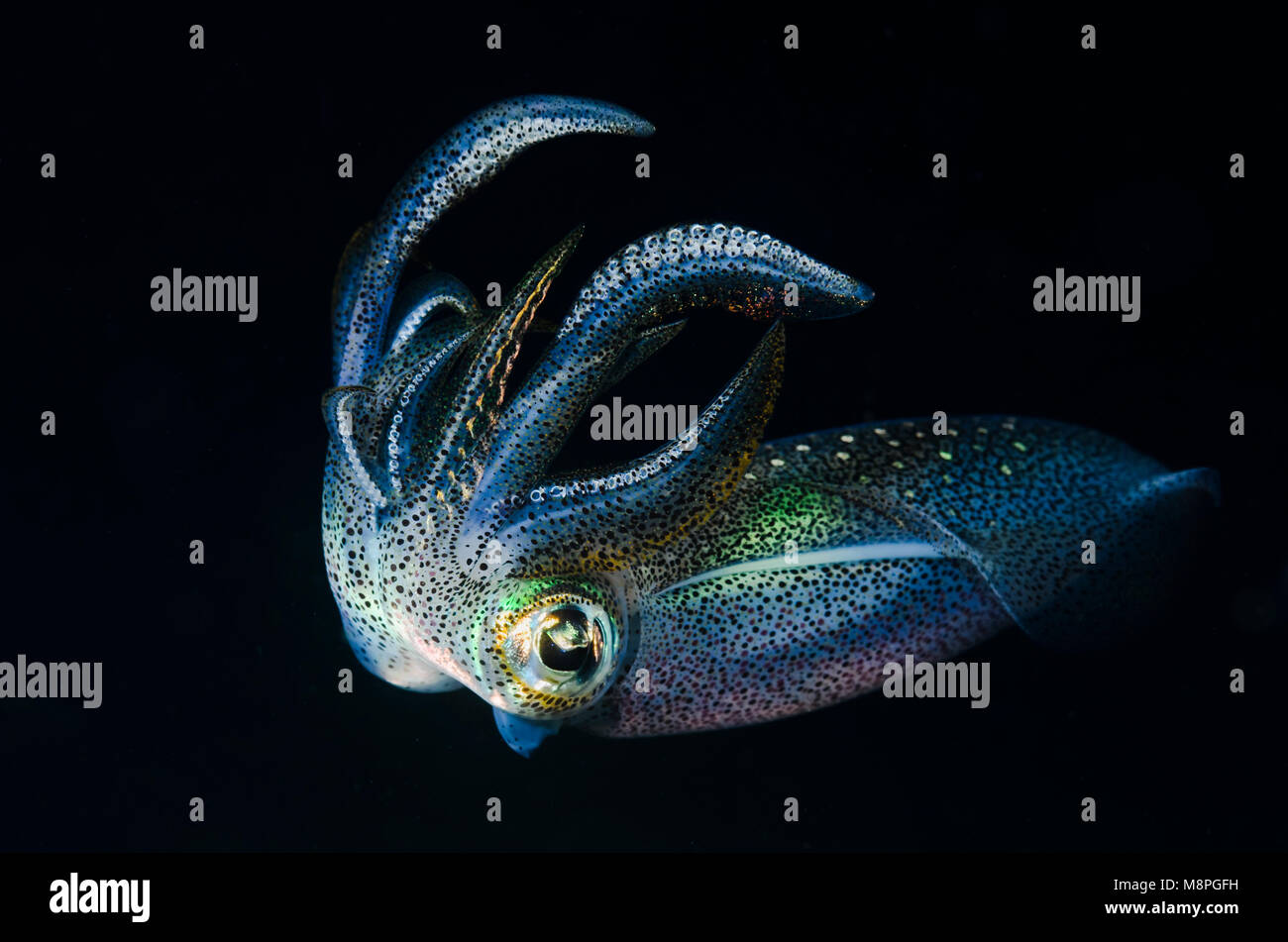 Firefly Squid Wallpaper