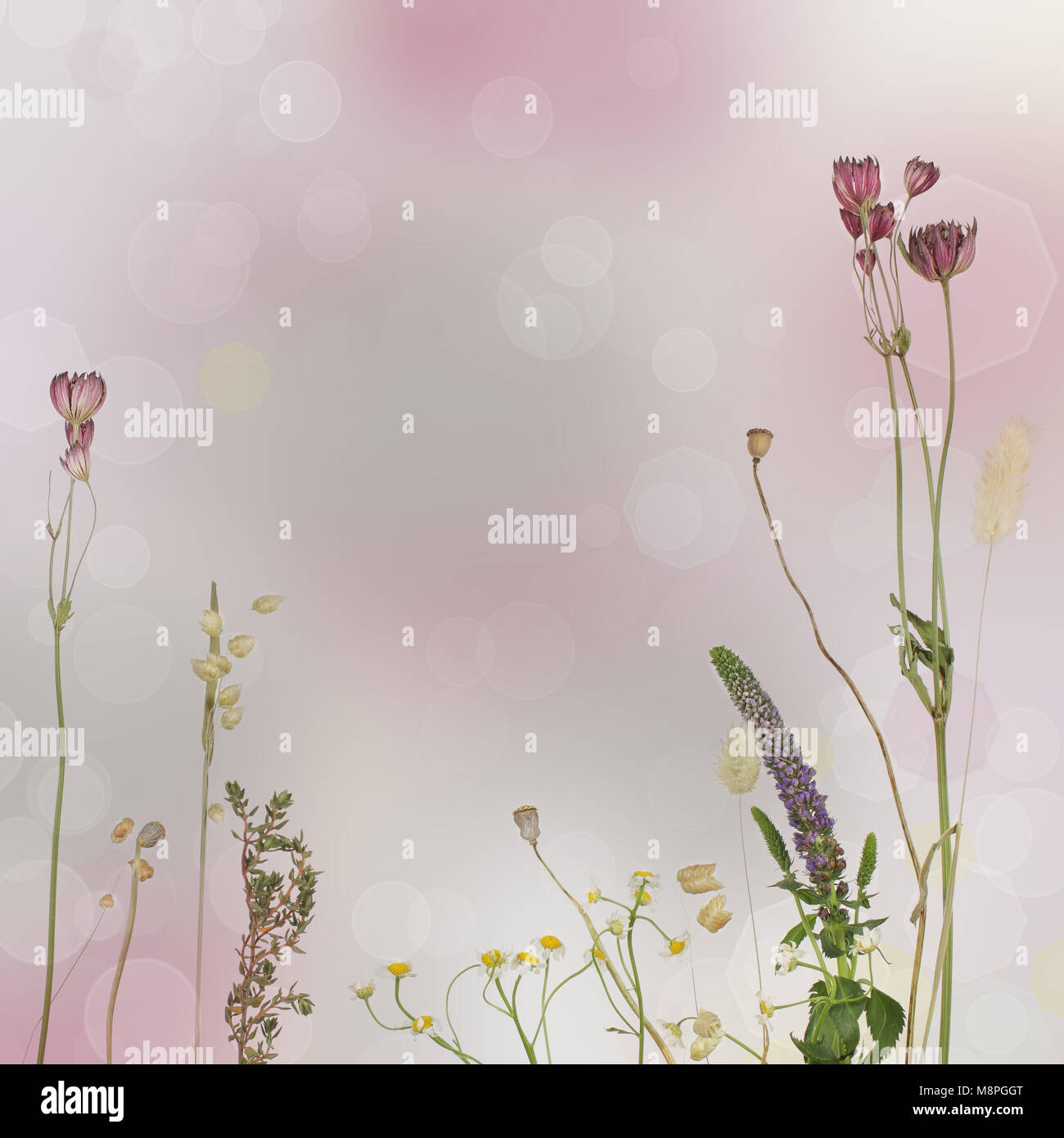 Beautiful floral border Stock Photo - Alamy