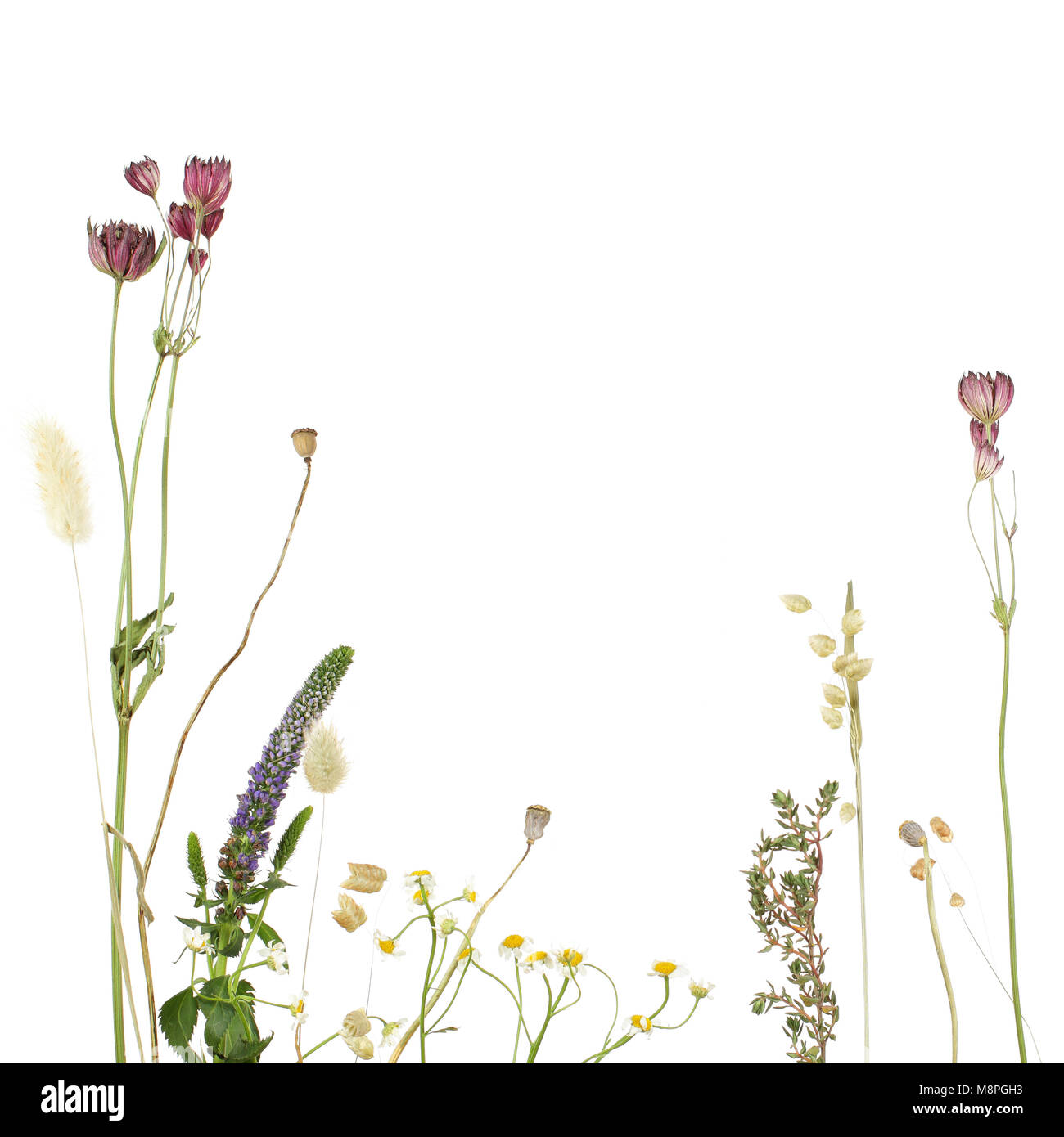 Beautiful floral border Stock Photo - Alamy