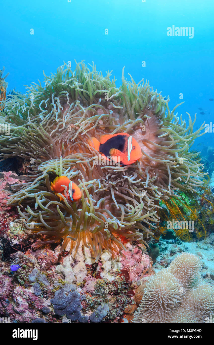 Tomato anemonefish, Amphiprion frenatus, Anilao, Batangas, Philippines ...