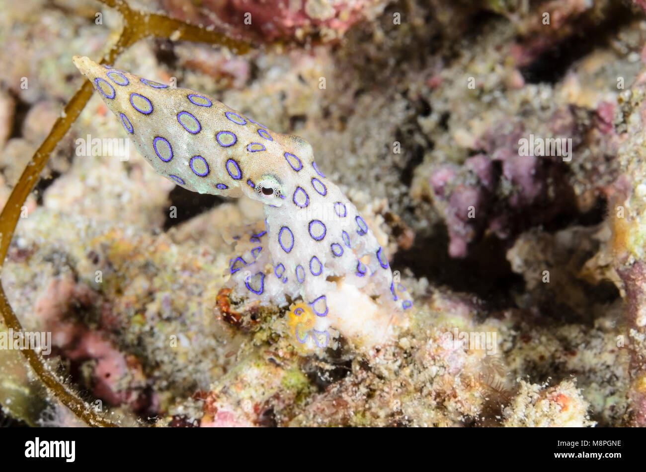 Greater blue-ringed octopus, Hapalochlaena lunulata, Anilao, Batangas ...