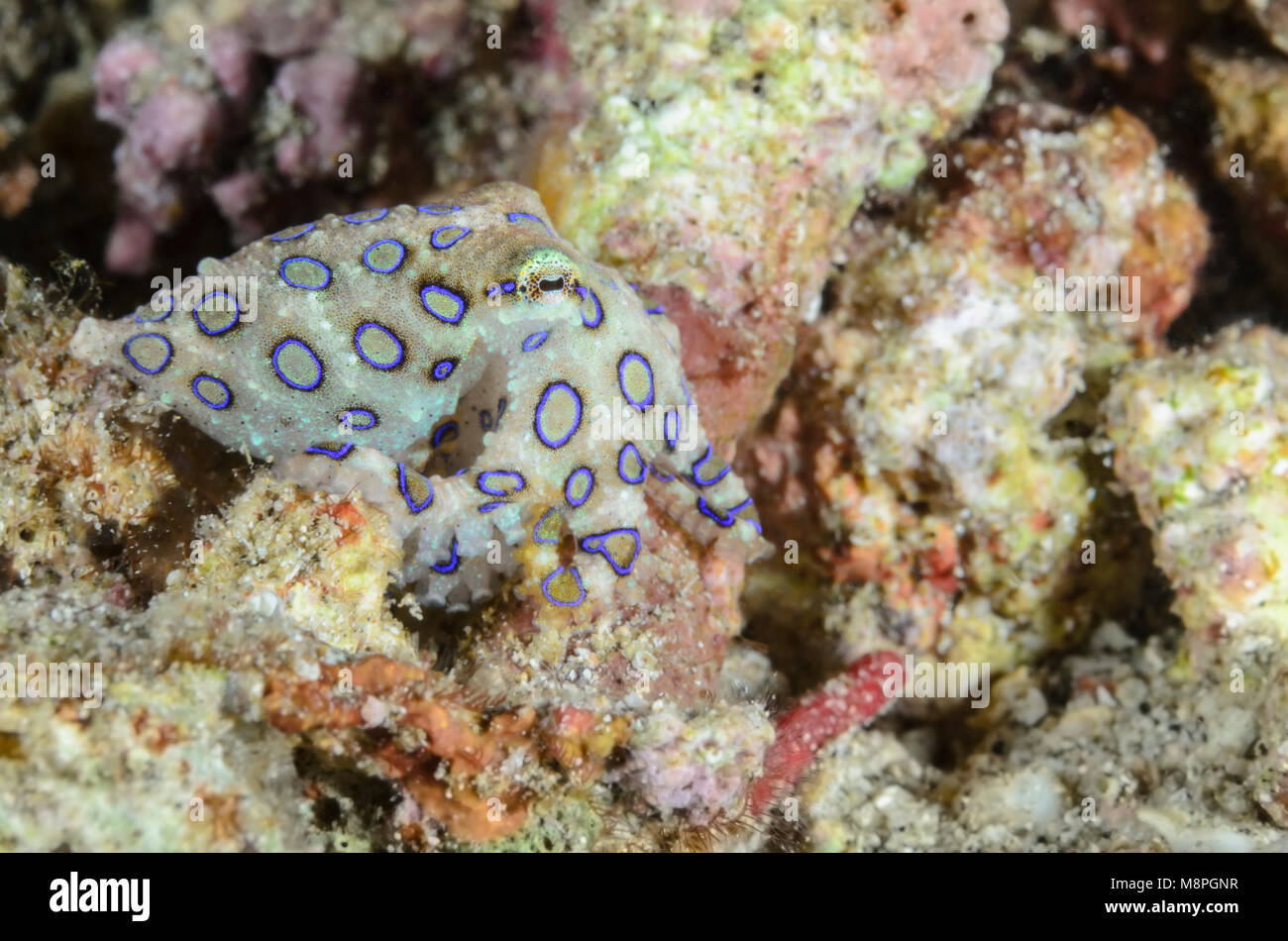 Greater blue-ringed octopus, Hapalochlaena lunulata, Anilao, Batangas ...