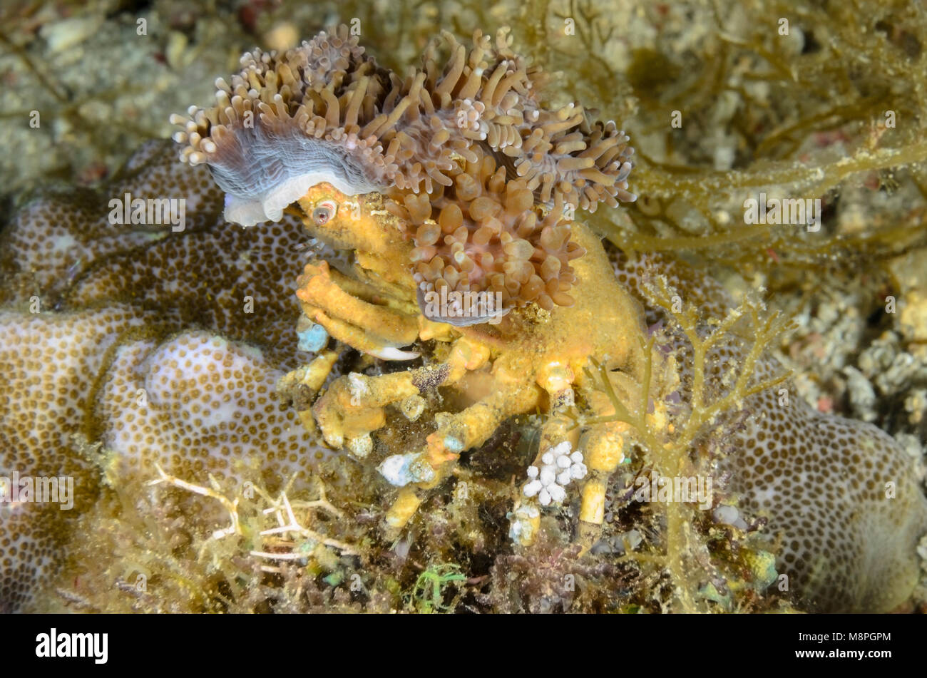 Corallimorph decorator crab, Cyclocoeloma tuberculata, Anilao, Batangas ...