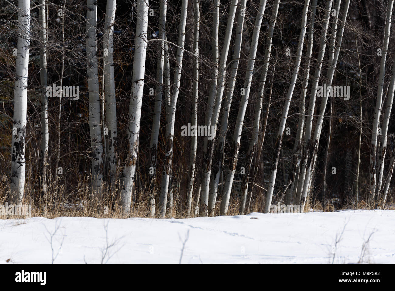 Aspen trees snow hi-res stock photography and images - Alamy