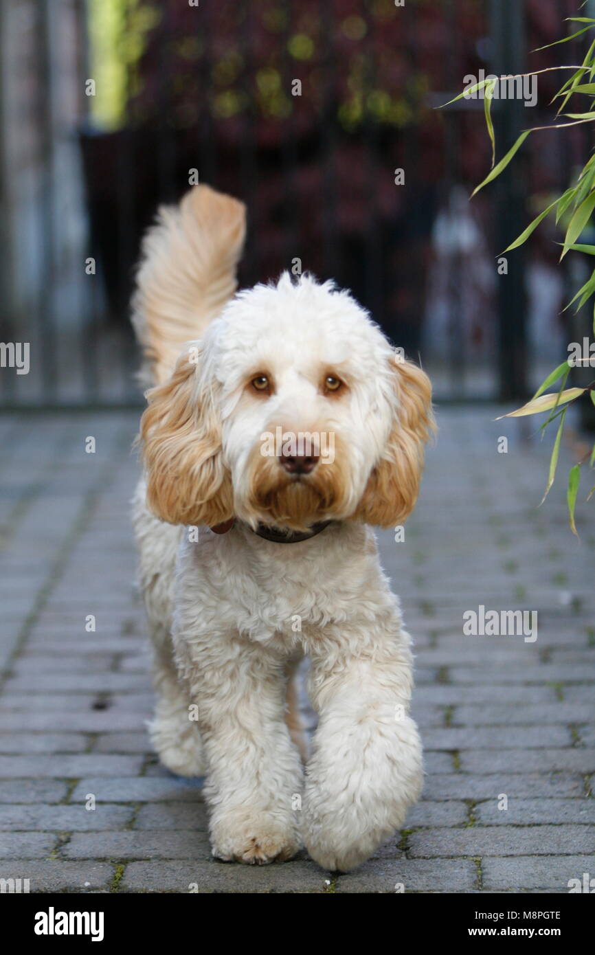 Cockapoo with apricot markings hi-res stock photography and images - Alamy