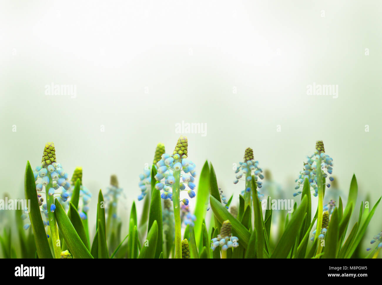 Nature background with beautiful spring flowers, soft morning light ...
