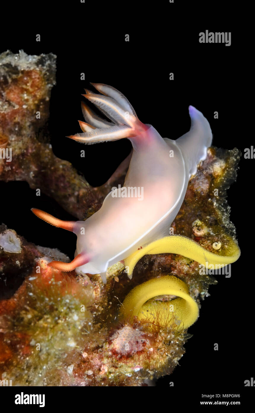 sea slug or nudibranch, Hypselodoris bullockii, with egg ribbon, Anilao ...