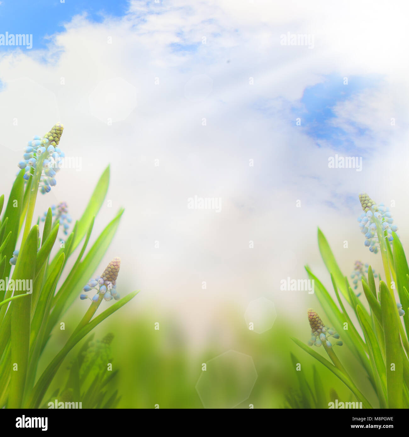 Spring Easter background with beautiful blue flowers - summer border ...