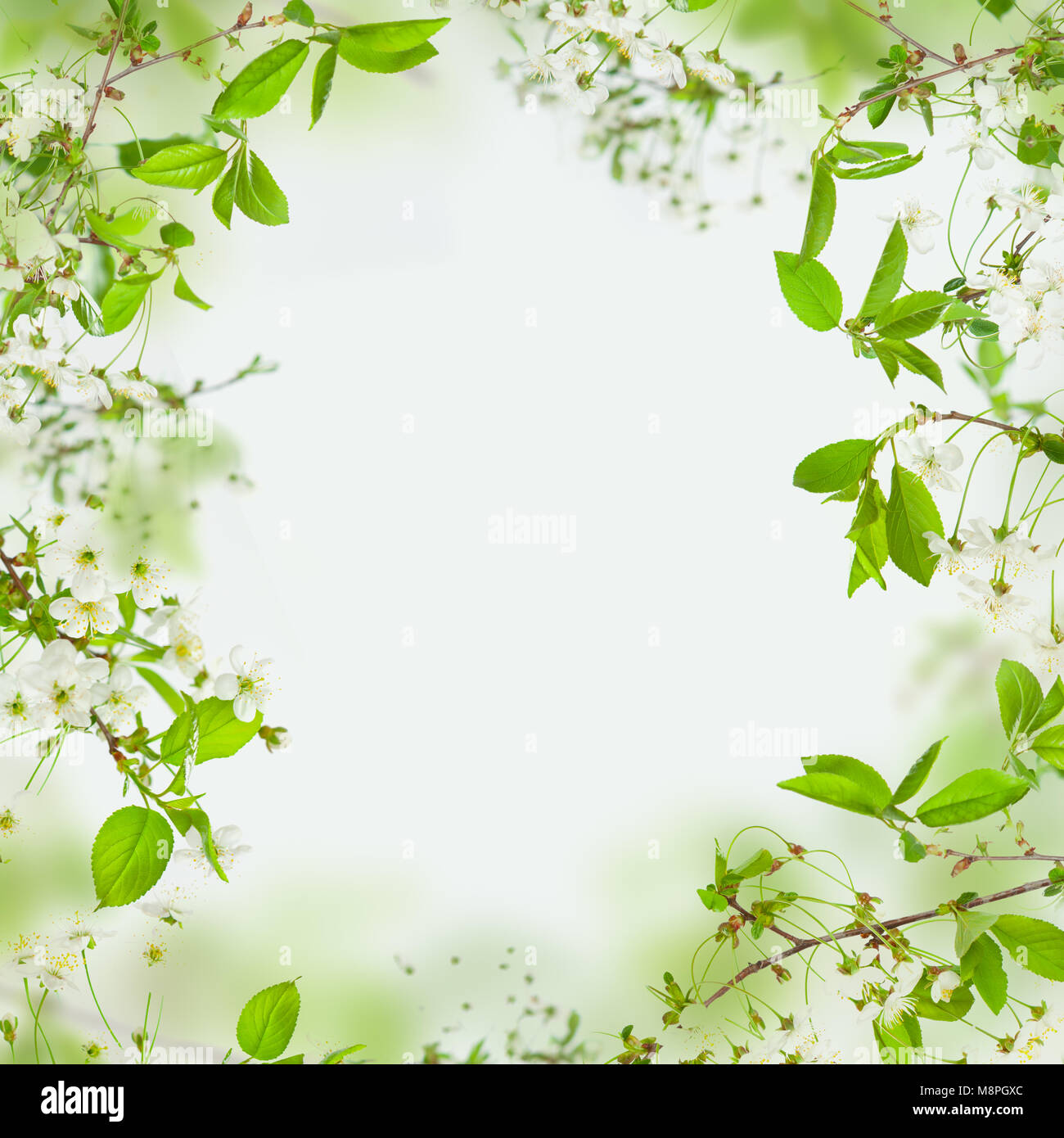 Spring nature background, frame of flowers and green leaves Stock Photo ...