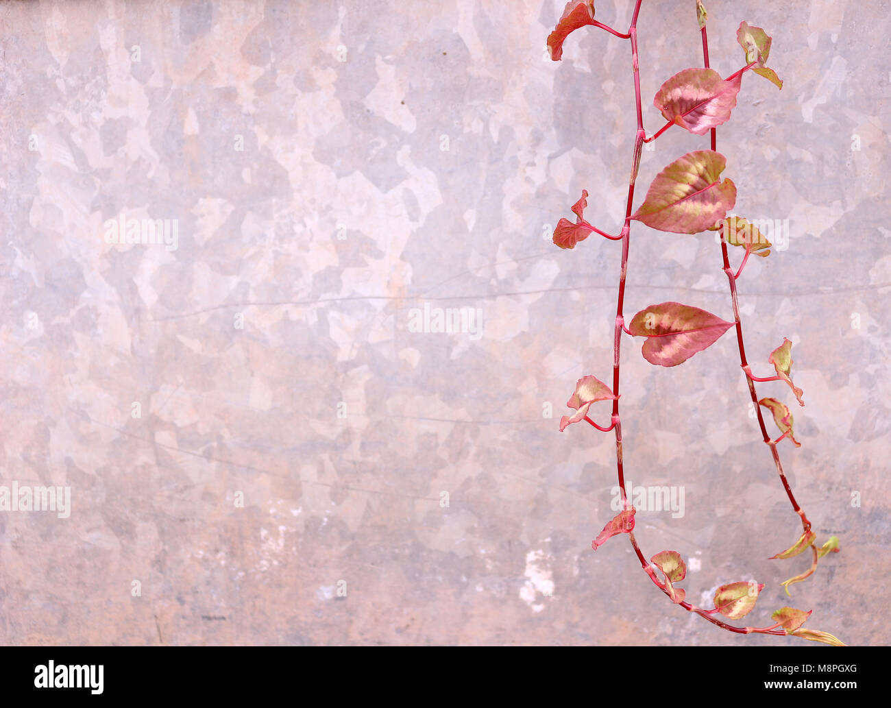 Background with trailing pink plant foliage Stock Photo - Alamy