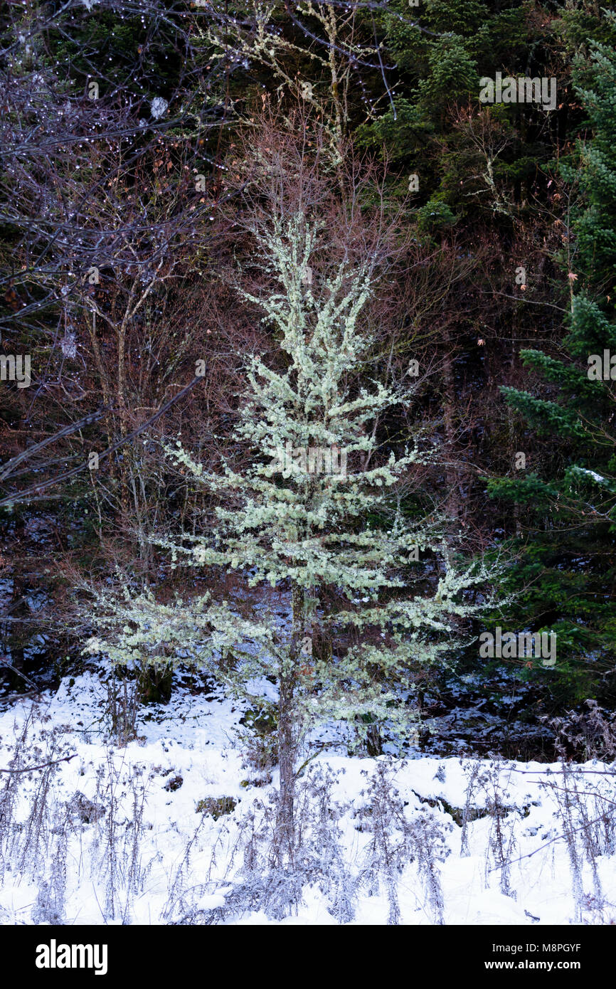 Fir tree alone in the snow Stock Photo - Alamy