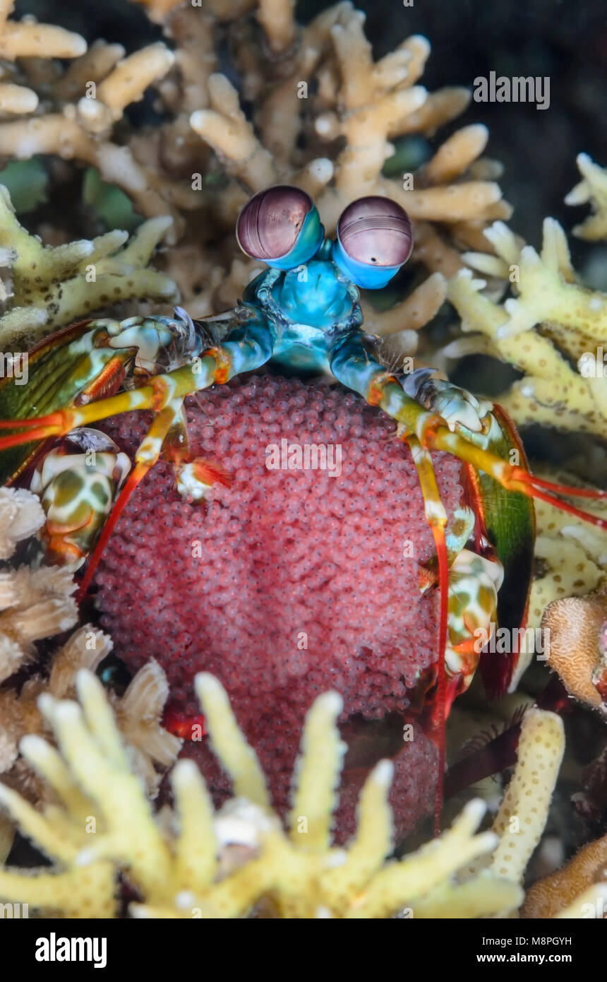 Peacock mantis shrimp, Odontodactylus scyllarus, with eggs, Anilao ...