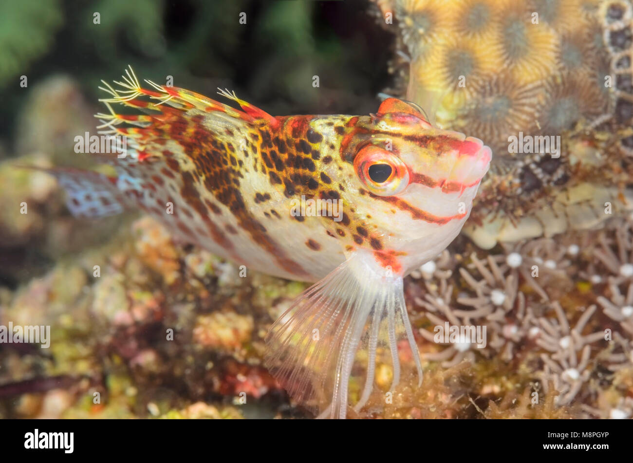 Dwarf hawkfish, Cirrhitichthys falco, Anilao, Batangas, Philippines ...