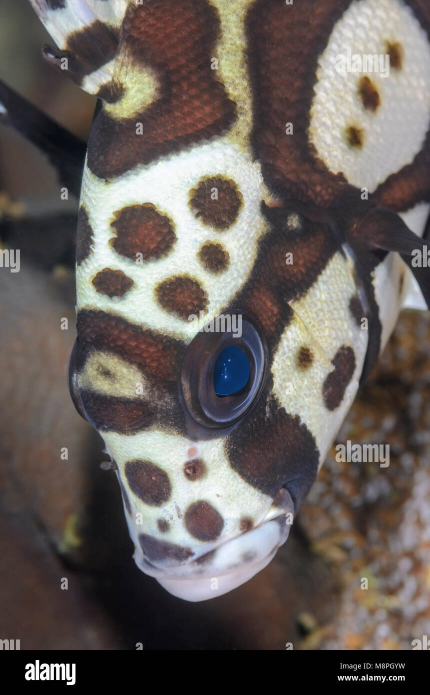 juvenile Harlequin sweetlips, Plectorhinchus chaetodonoides, Anilao ...
