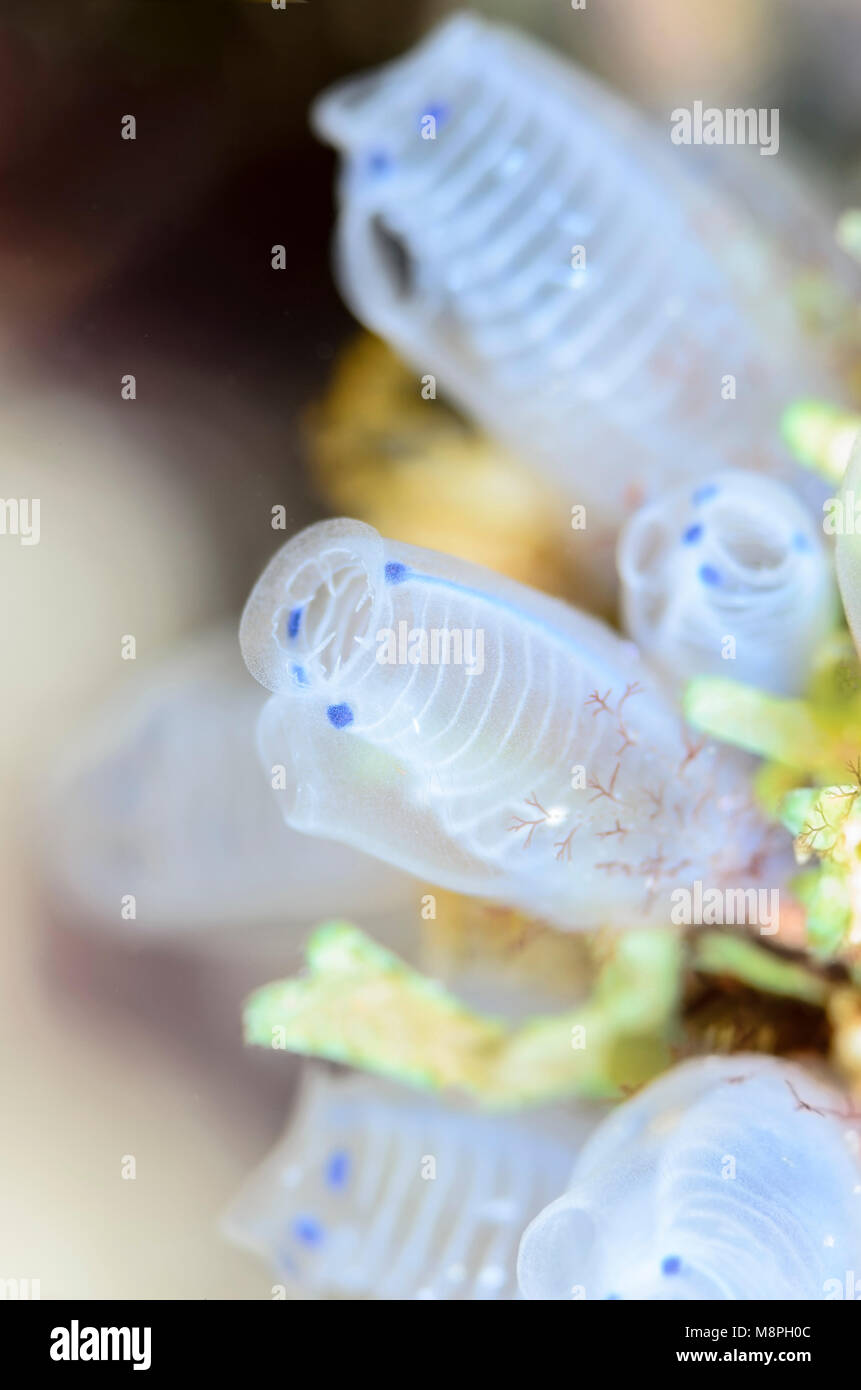 Benthic tunicates, Clavelina moluccensis, Anilao, Batangas, Philippines ...