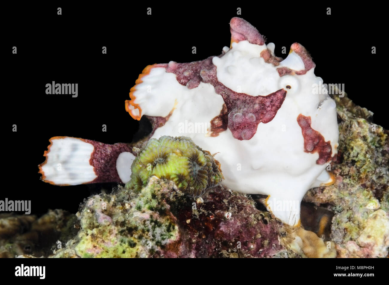 Warty frogfish, Antennarius maculatus, Anilao, Batangas, Philippines ...