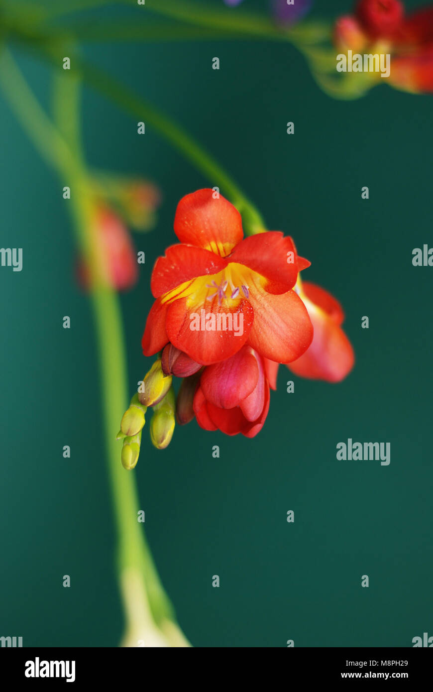 Pink freesia Bunch of Flowers, Isolated on Green Background. Spring ...