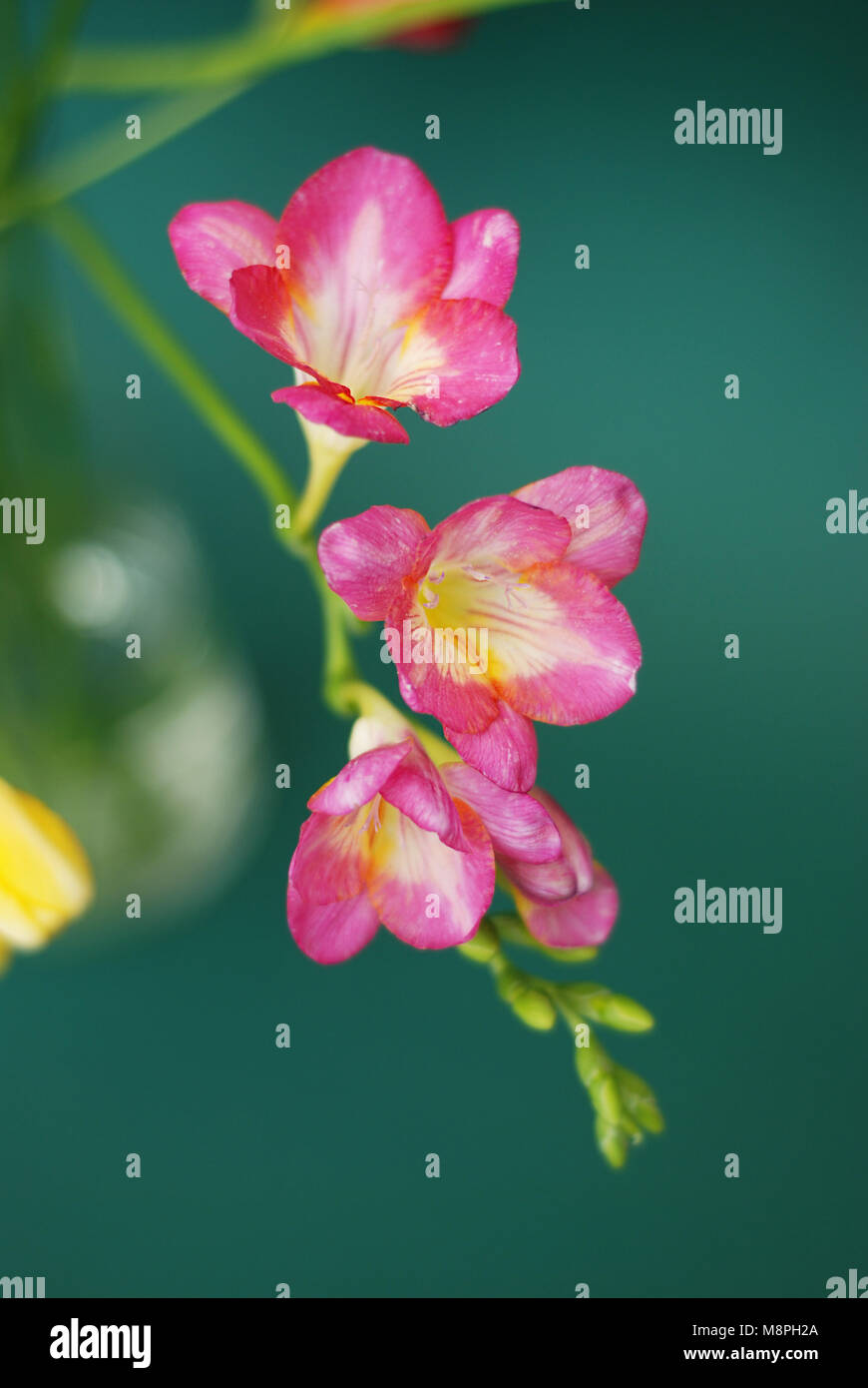 Pink freesia Bunch of Flowers, Isolated on Green Background. Spring ...