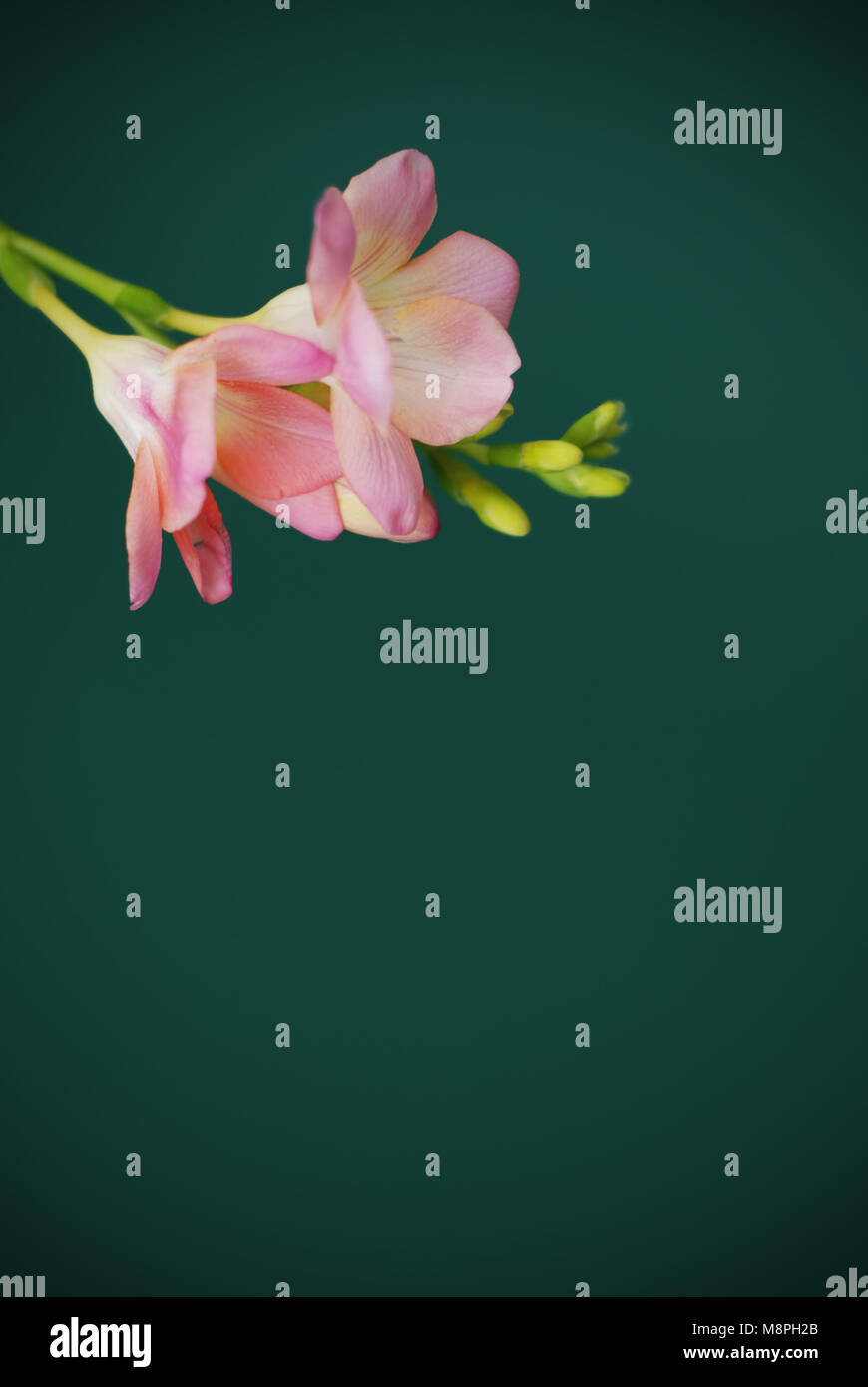 Pink freesia Bunch of Flowers, Isolated on Green Background. Spring ...