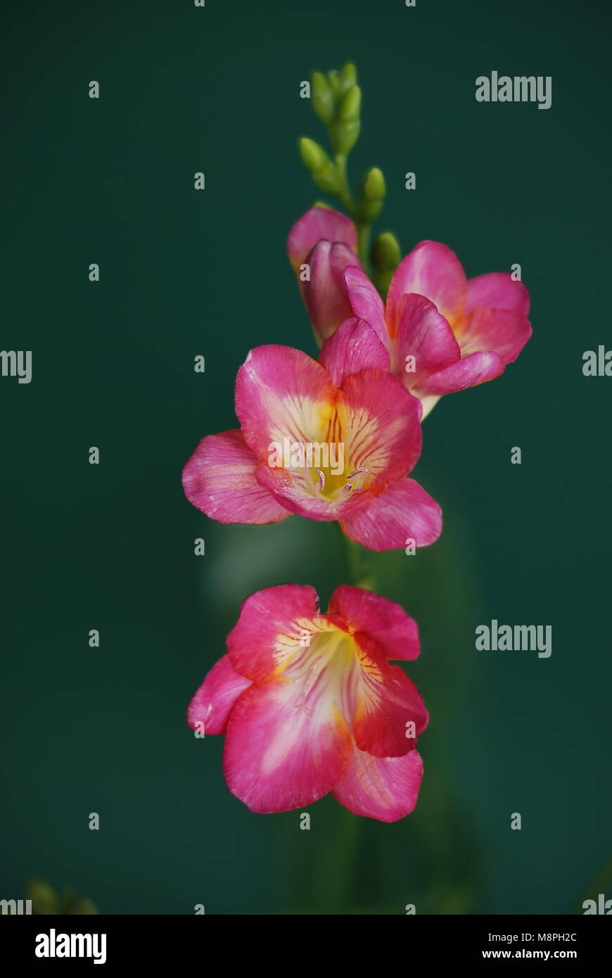Pink freesia Bunch of Flowers, Isolated on Green Background. Spring ...