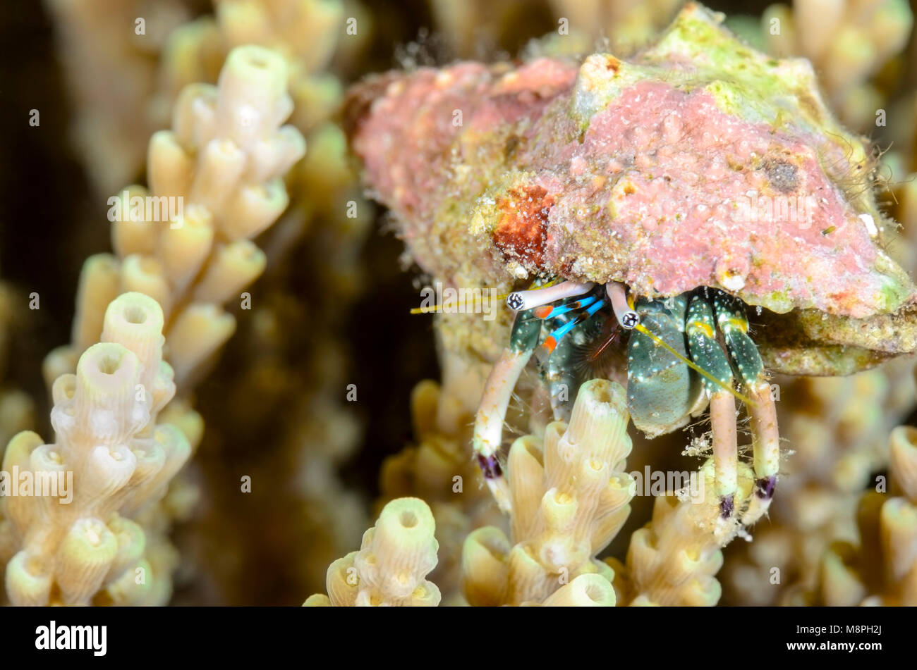 Hidden hermit crab, Calcinus latens, Anilao, Batangas, Philippines ...